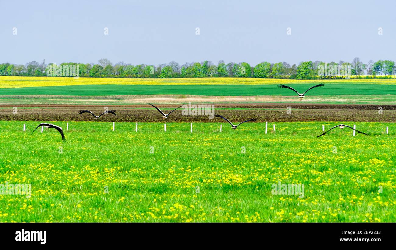 Stork natural rice hi-res stock photography and images - Alamy