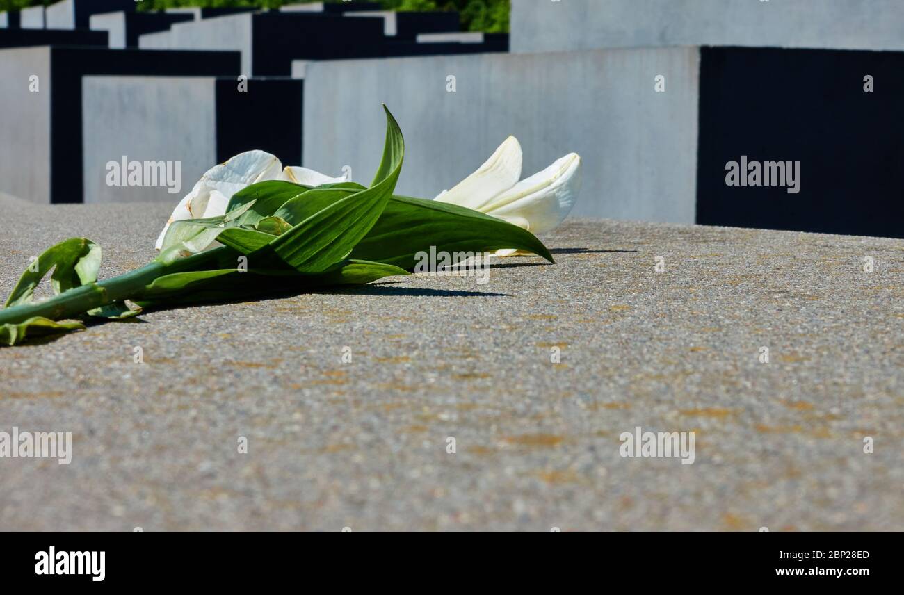 Berlin, Germany, May 6., 2020: A wilting white lily lies on a stele of ...