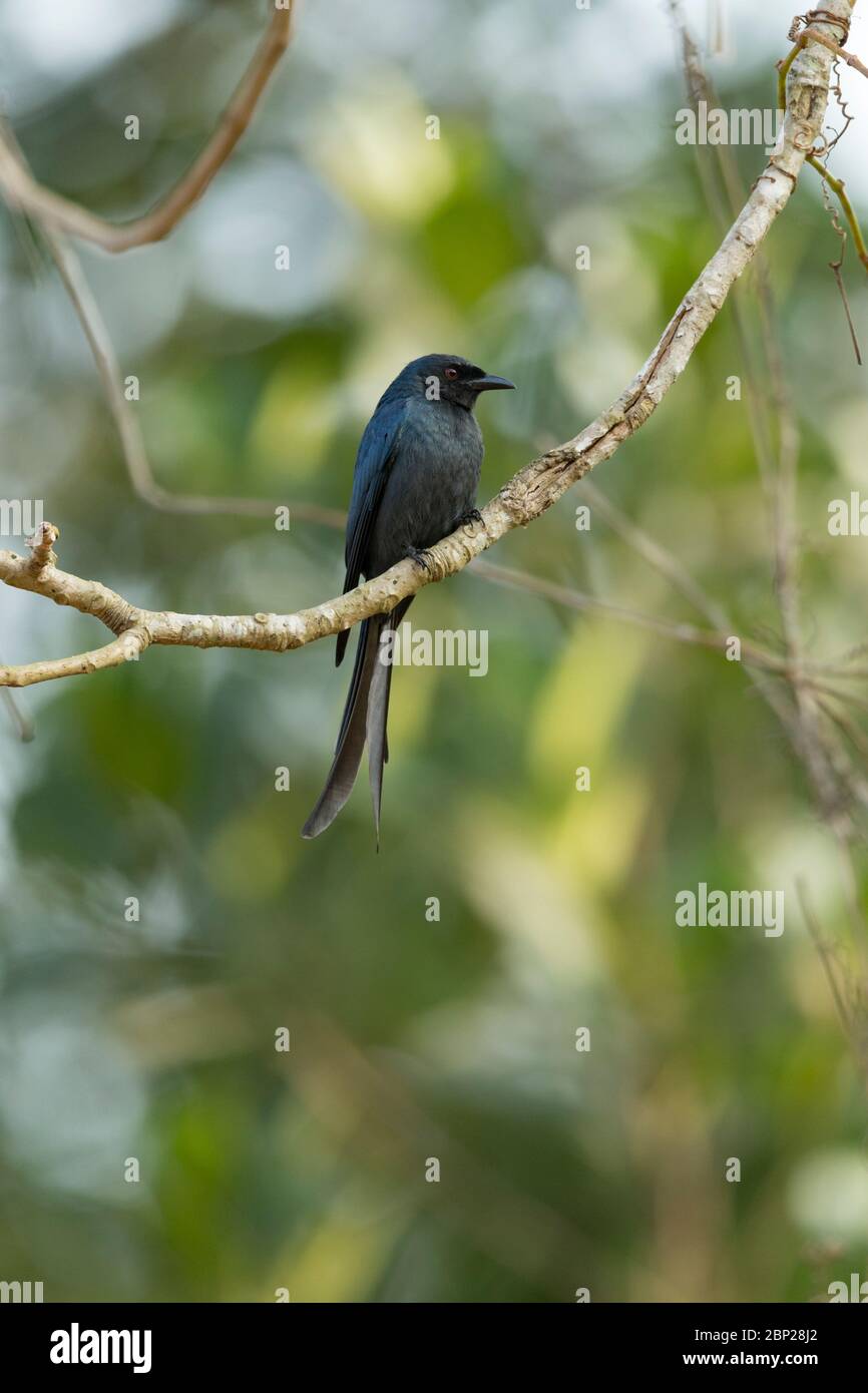 Ashy drongo dicrurus leucophaeus adult hi-res stock photography and images - Alamy