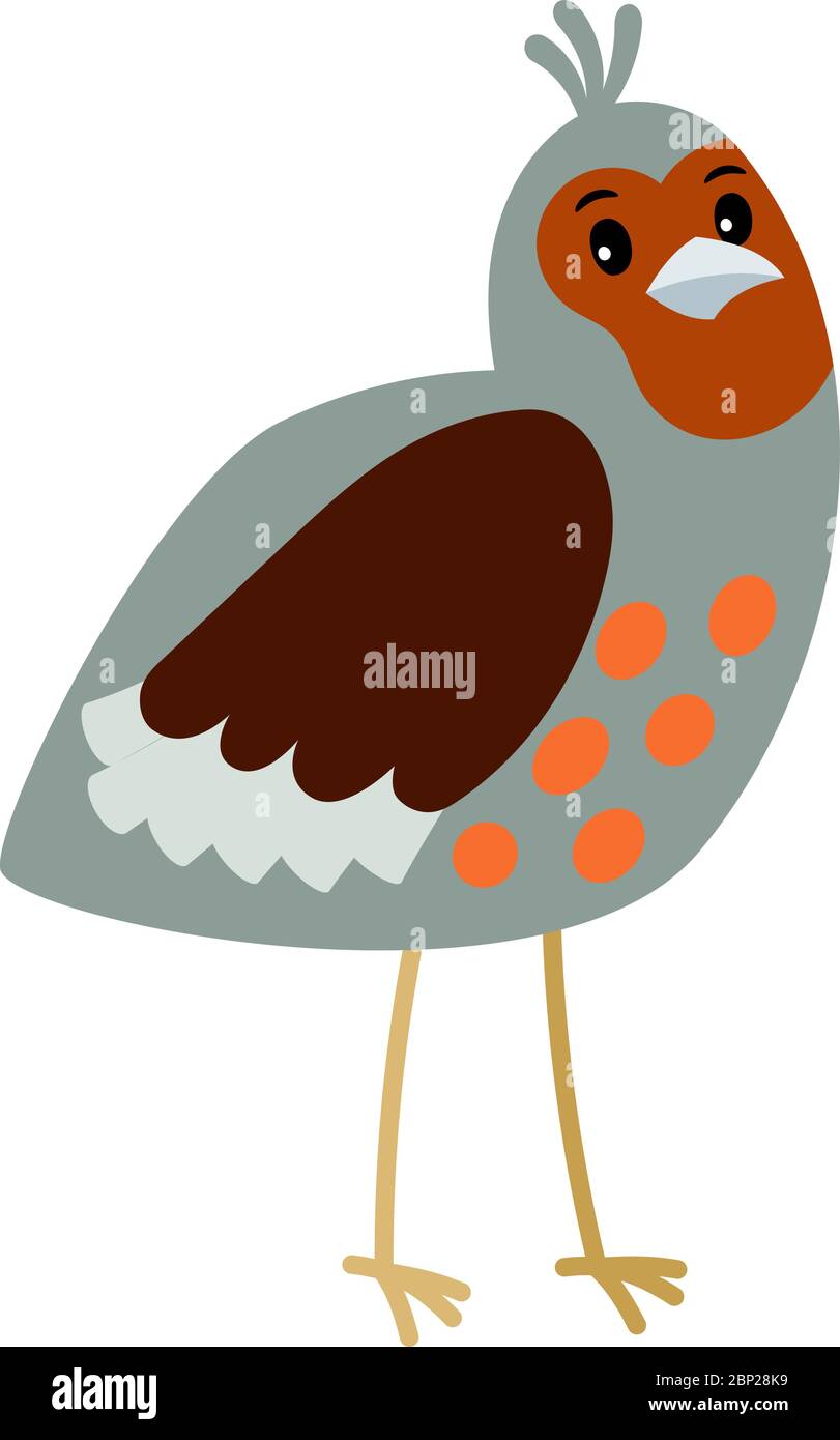 Partridge cartoon bird icon in gray and orange colors, isolated on ...