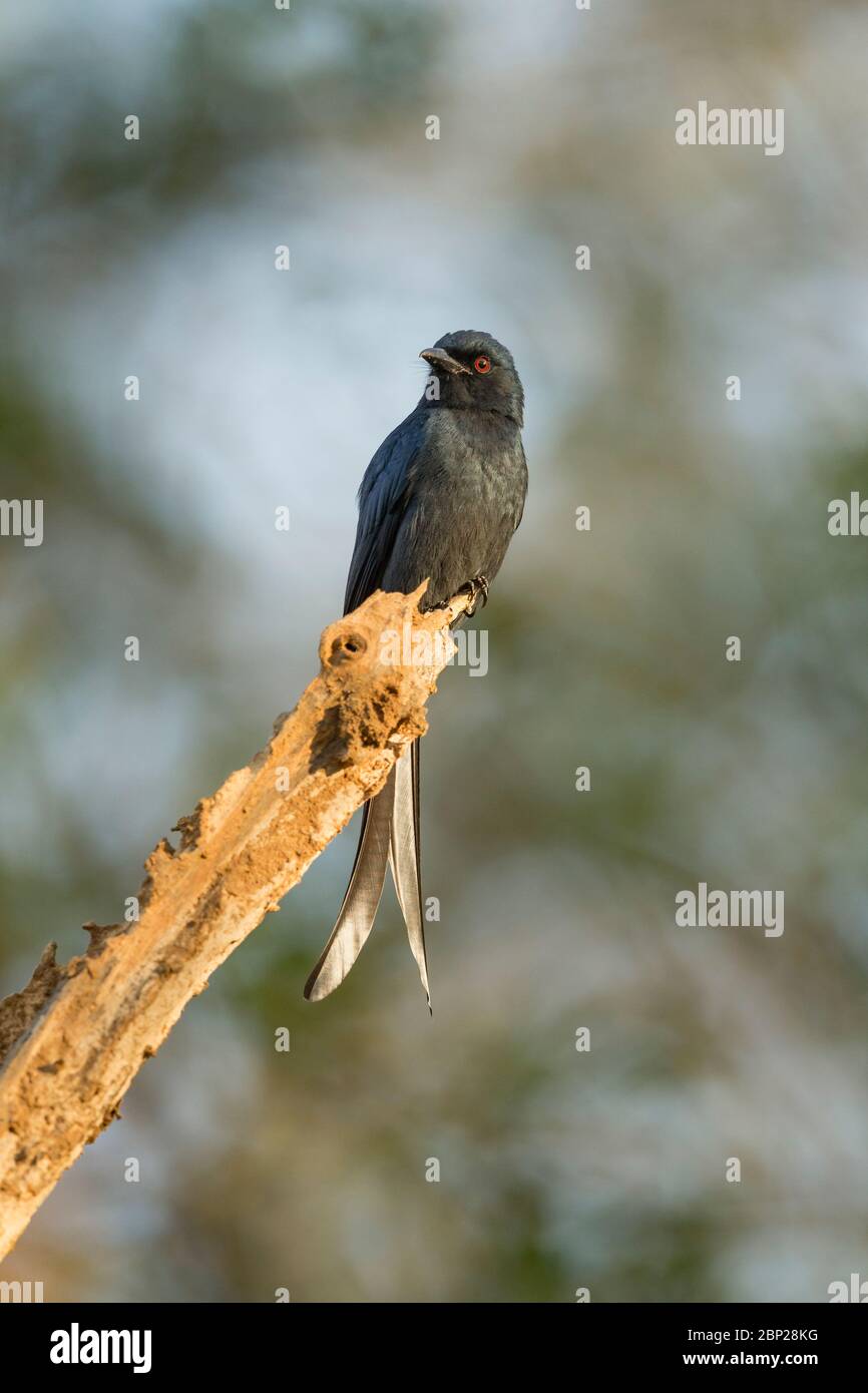 Ashy drongo Dicrurus leucophaeus, adult, perched on branch, Mahadeva ...
