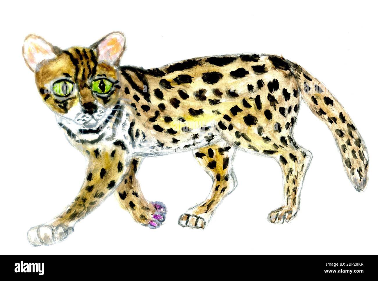 Exotic wild and rare tropical cat, leopard cat of taiwan Stock Photo ...