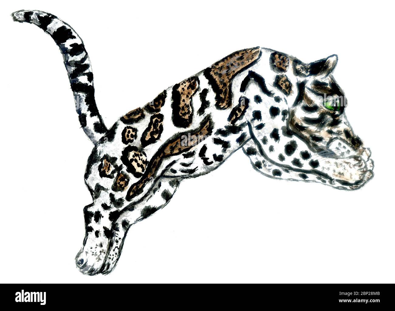 Exotic wild and rare tropical cat, smoky leopard in watercolors Stock ...