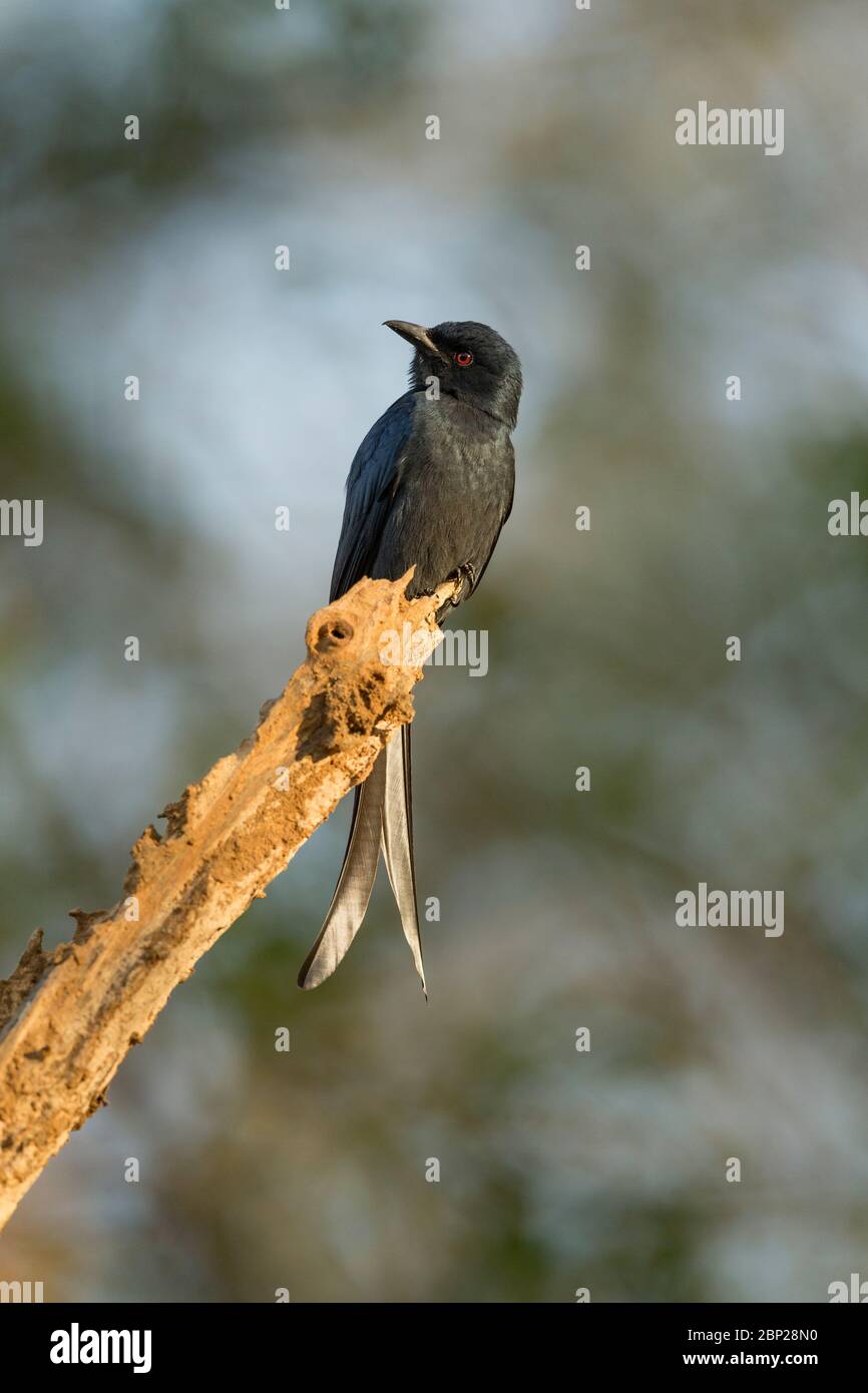 Ashy drongo dicrurus leucophaeus adult hi-res stock photography and ...