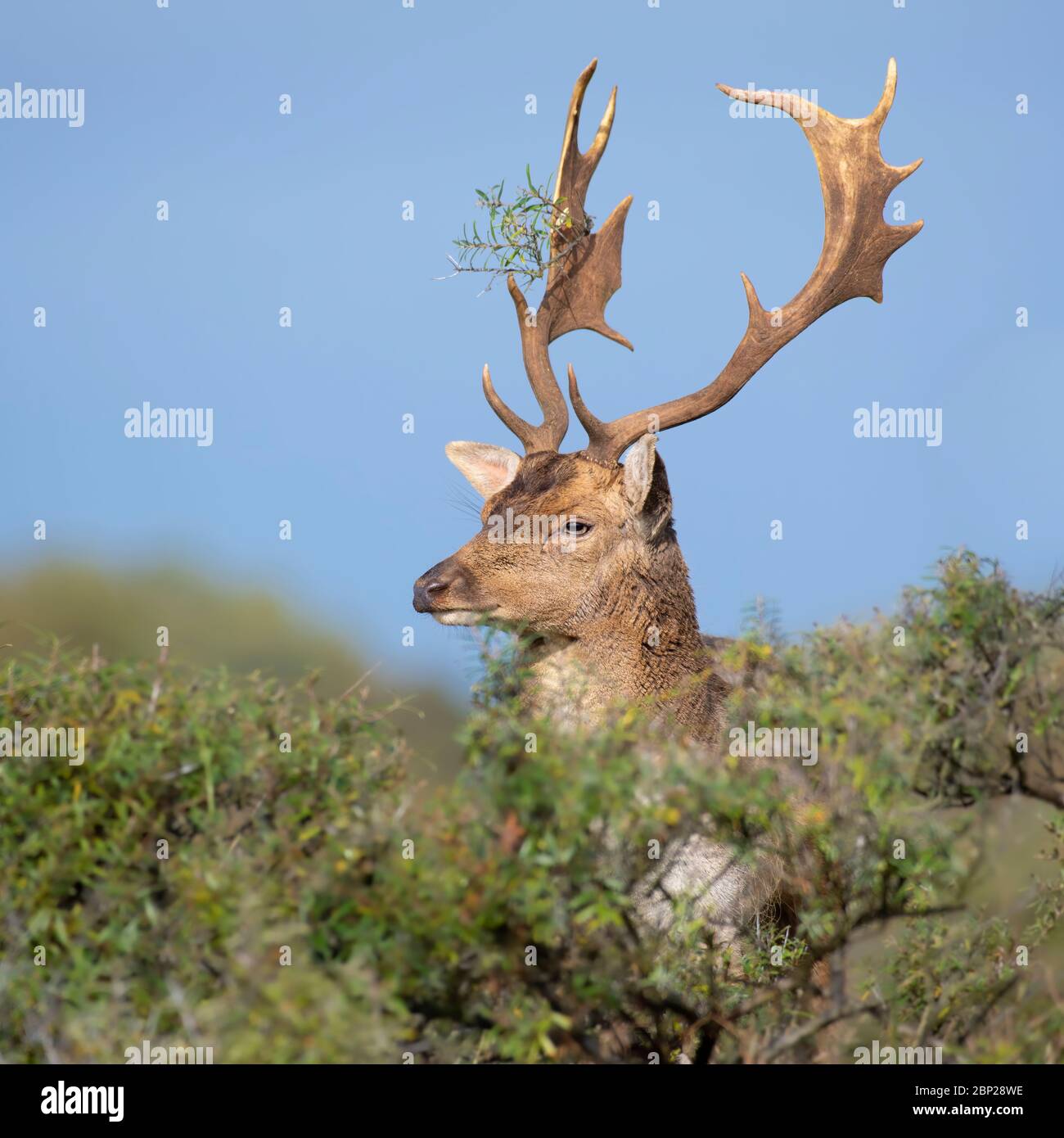 Male Fallow Deer resting & hidden in the dutch dune landscape foliage ...