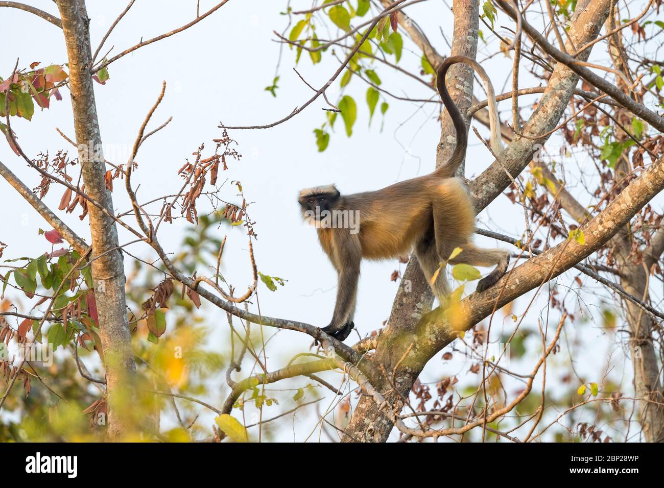 Black-footed grey langur Semnopithecus hypoleucos, standing in tree ...