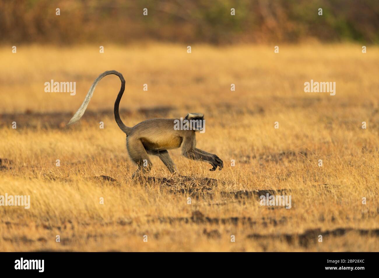 Black-footed grey langur Semnopithecus hypoleucos, running across ...