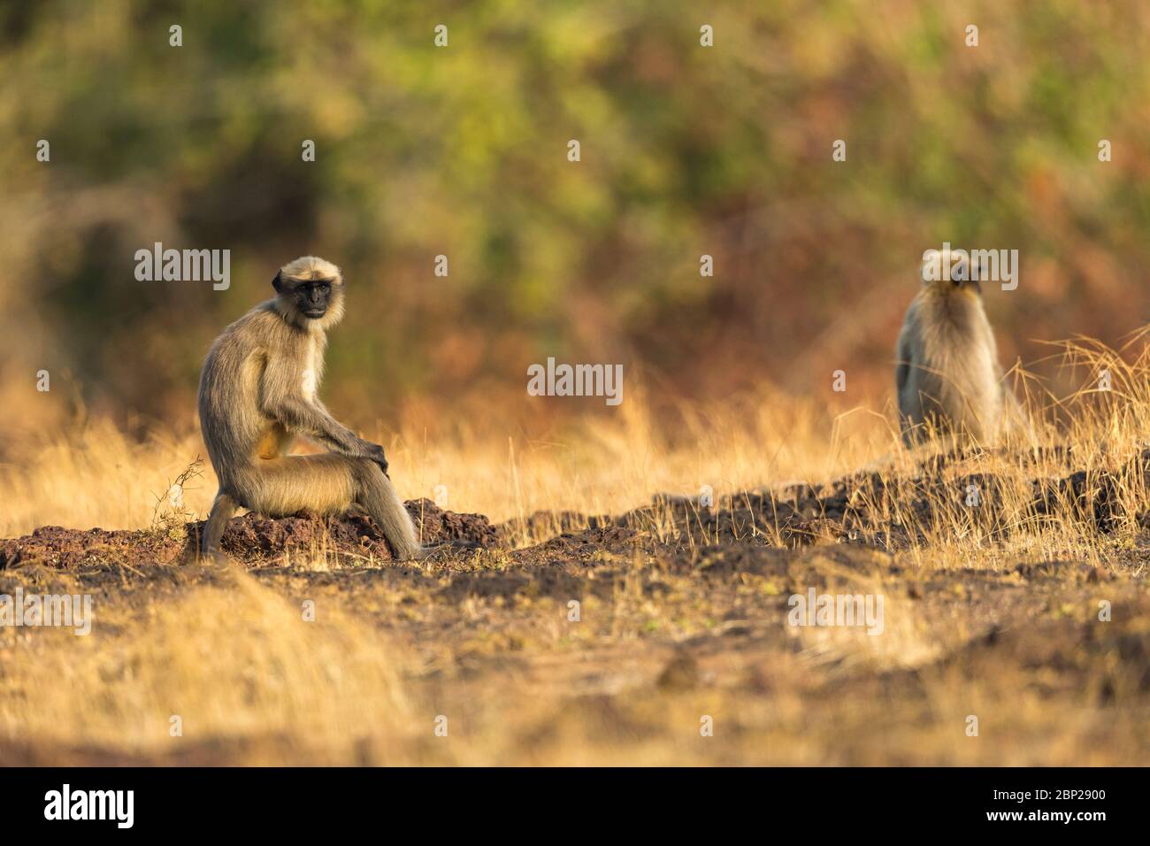 Black-footed grey langur Semnopithecus hypoleucos, resting on rocks ...