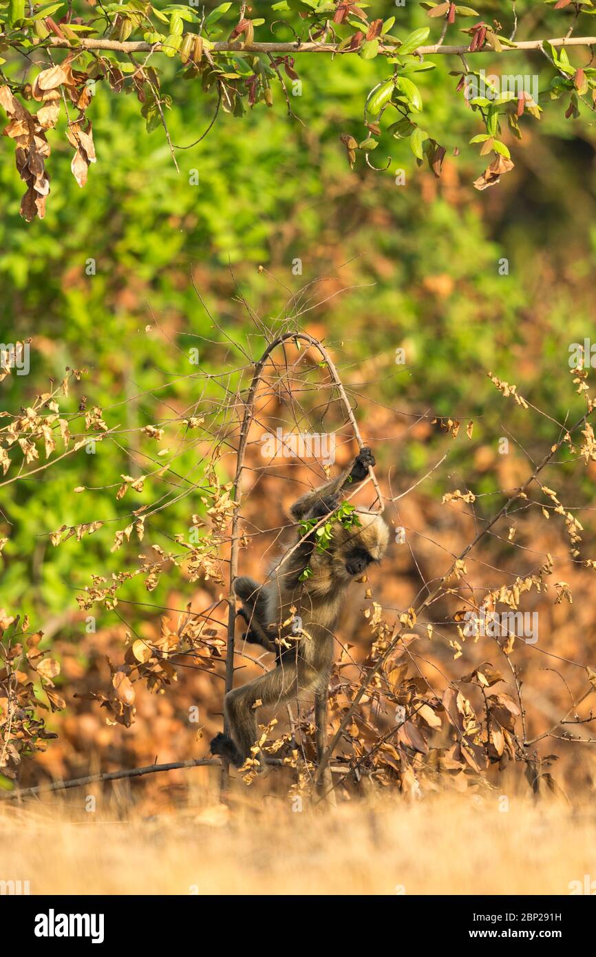 Black-footed grey langur Semnopithecus hypoleucos, foraging in shrubs ...