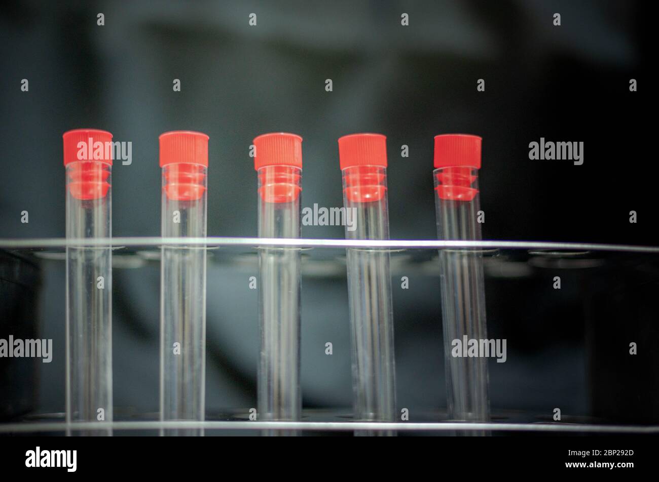 Rows of laboratory test tubes use for experiment scientist. For the ...