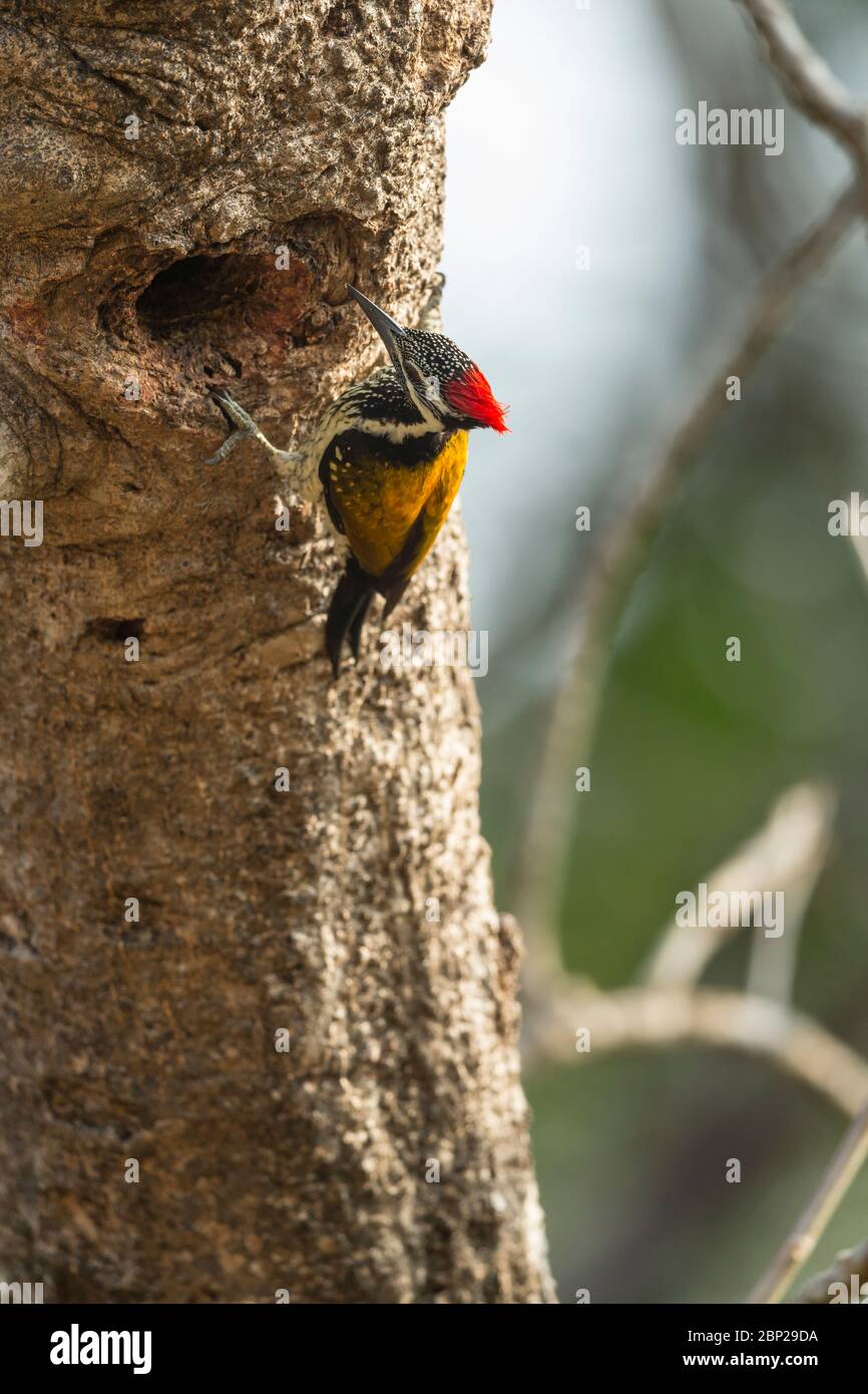 Woodpeckers of india hi-res stock photography and images - Alamy