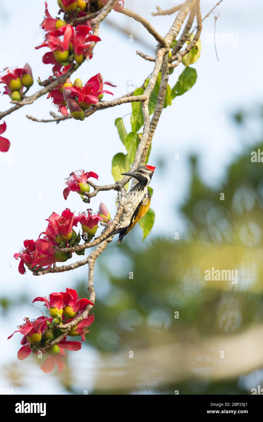 Flowering Tree With Bird India High Resolution Stock Photography and ...