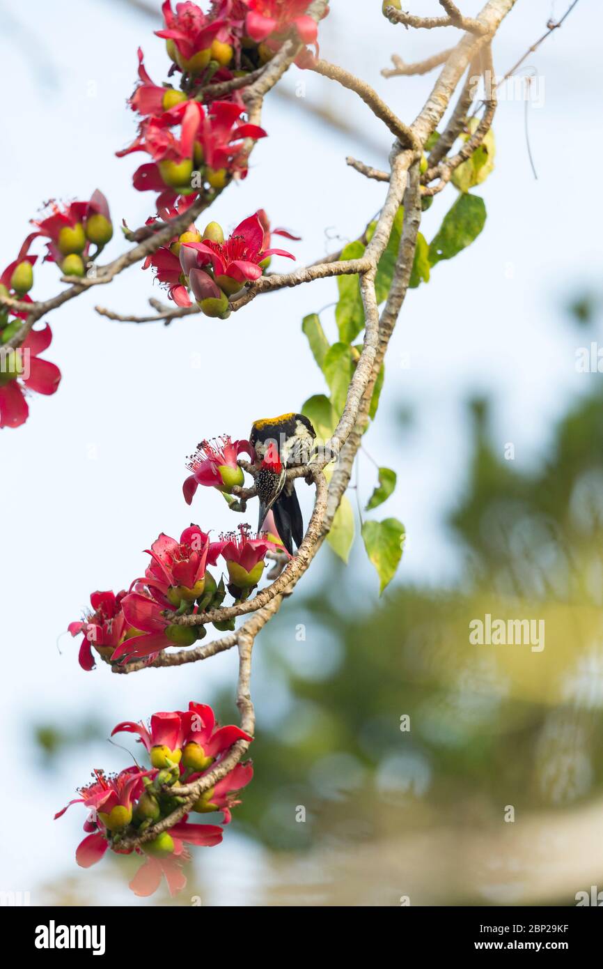 Flowering Tree With Bird India High Resolution Stock Photography and ...
