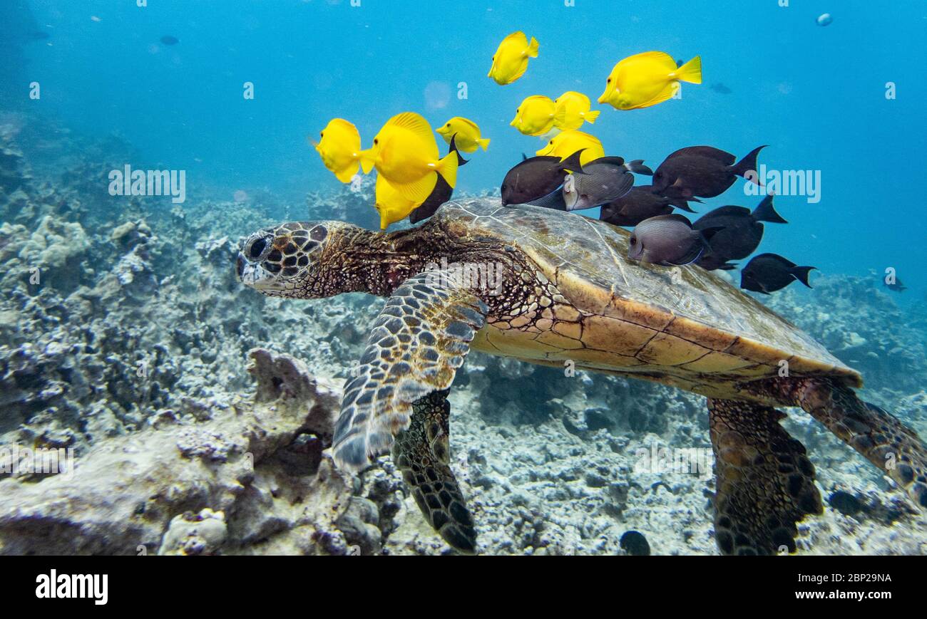 Sea turtle getting shell cleaned Stock Photo - Alamy