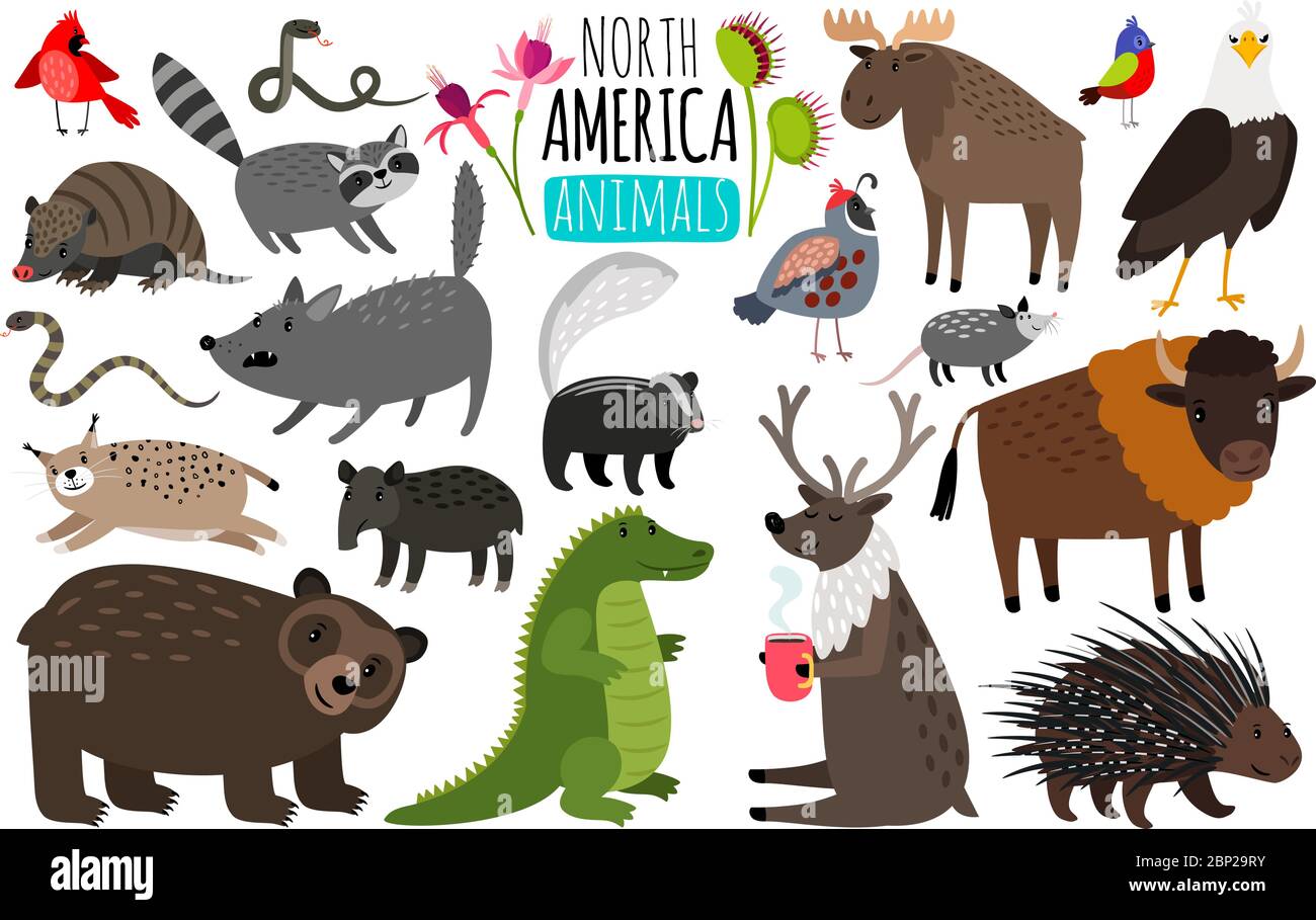 North American Animals