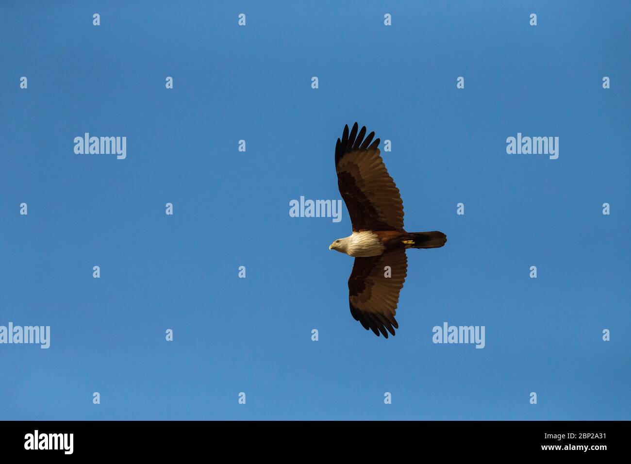 Red kite underwing hi-res stock photography and images - Alamy