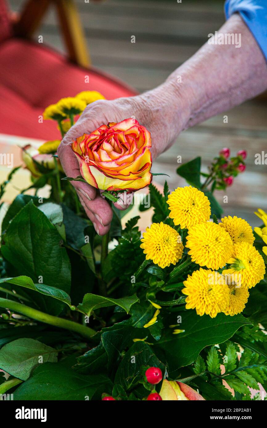 Mature woman picking roses hi-res stock photography and images - Alamy