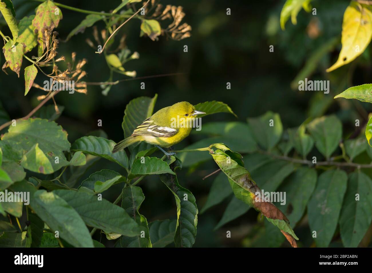 Common iora Aegithina tiphia, adult female, foraging in trees, Padeli ...