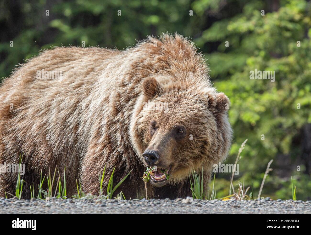 Large grizzly bear eats wildflowers along the Klondike Highway in ...
