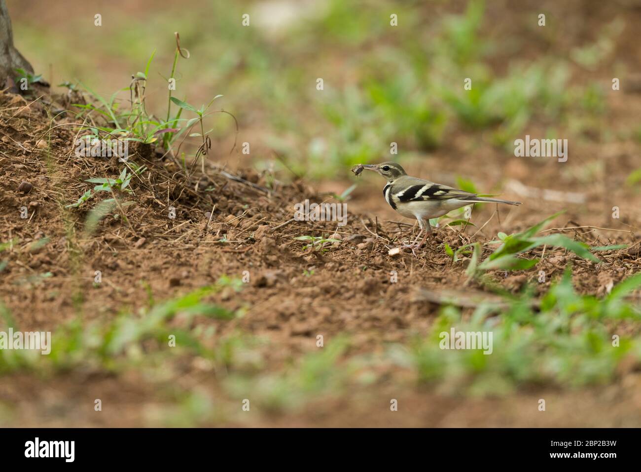 Forest wagtail Dendronanthus indicus, adult, foraging in undergrowth ...