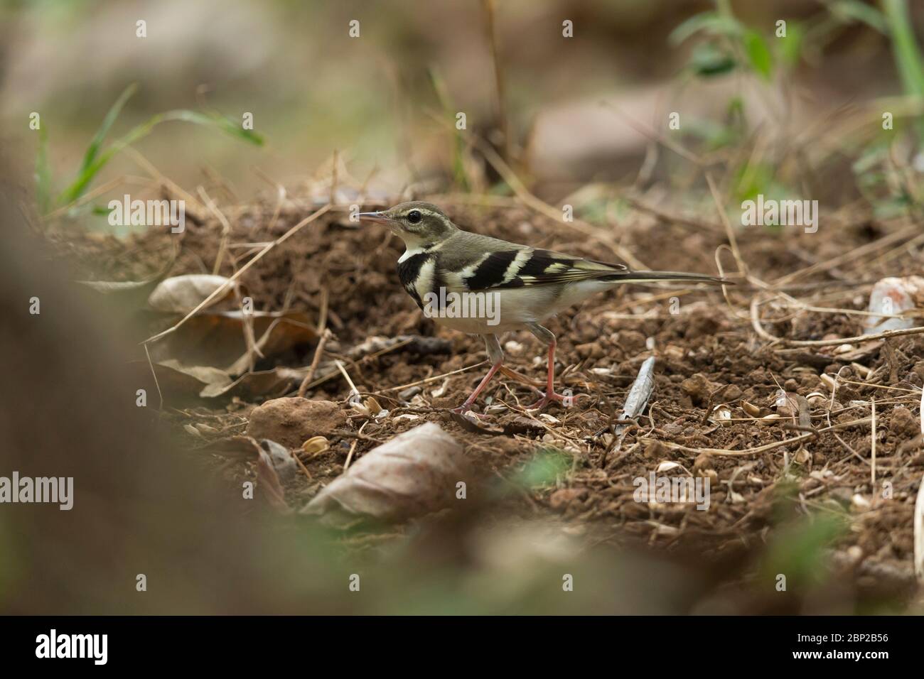 Forest wagtail Dendronanthus indicus, adult, foraging in undergrowth ...