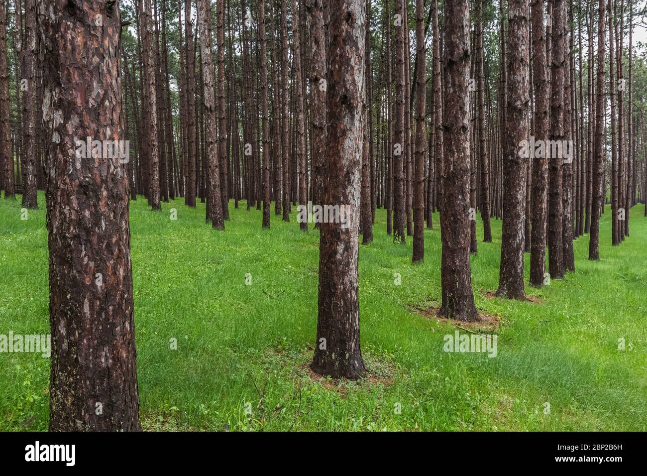Red Pine, aka Norway Pine, Pinus resinosa, growing in a pine plantation ...