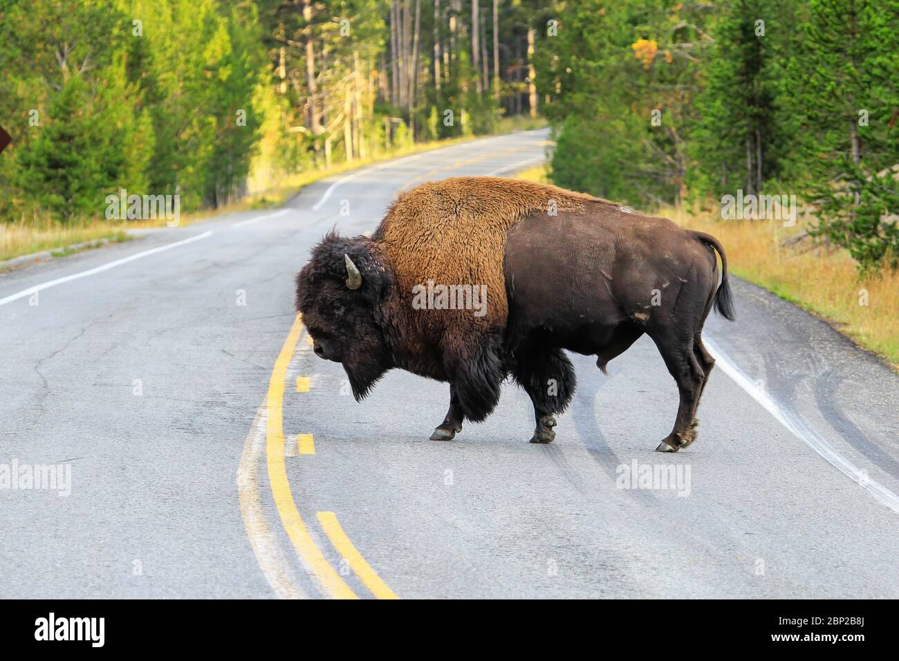 Male bison crossing road in Yellowstone National Park, Wyoming, USA ...