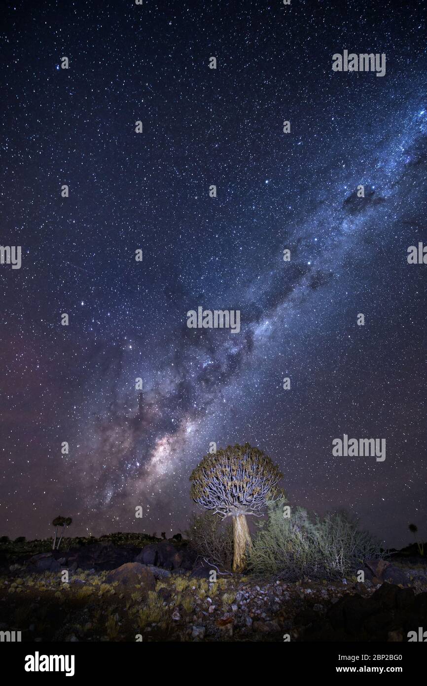 quiver tree under stars and milkyway Stock Photo - Alamy
