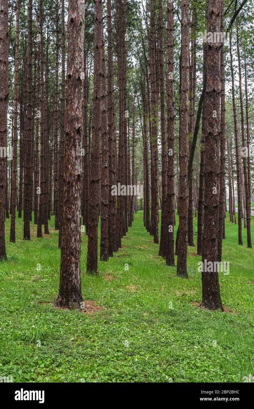 Red Pine, aka Norway Pine, Pinus resinosa, growing in a pine plantation ...