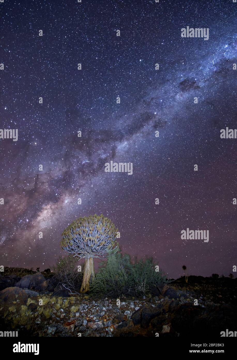 quiver tree under stars and milkyway Stock Photo - Alamy