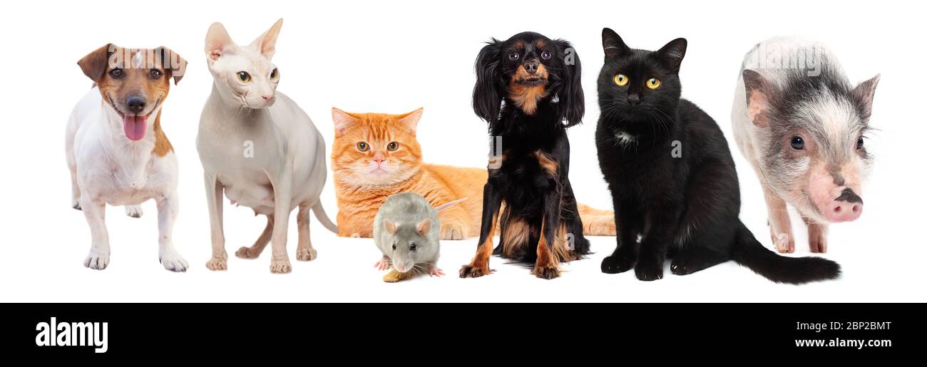 Cat, dog, pig, puppy, pig, rat on white background Stock Photo - Alamy
