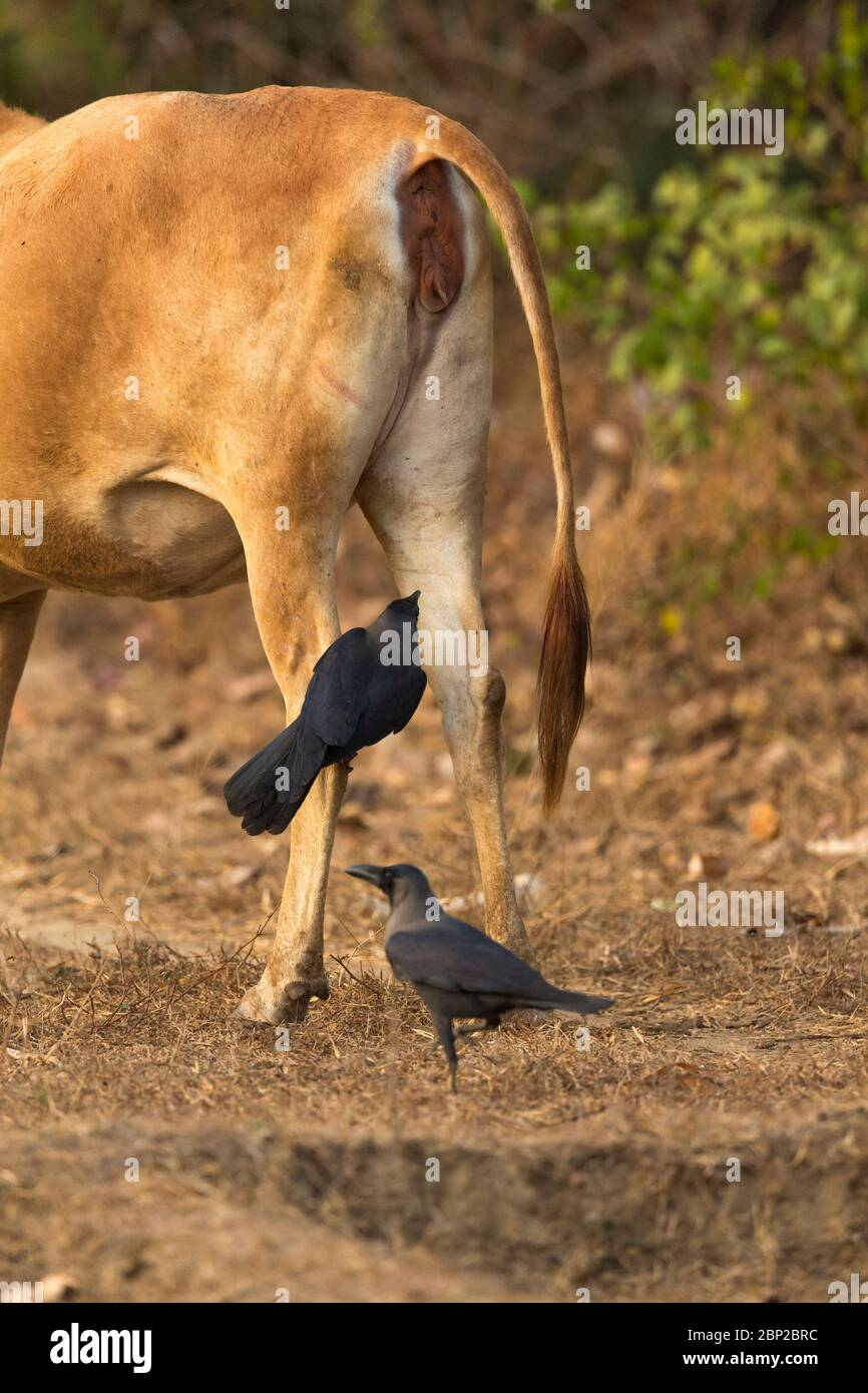 Surla hi-res stock photography and images - Alamy