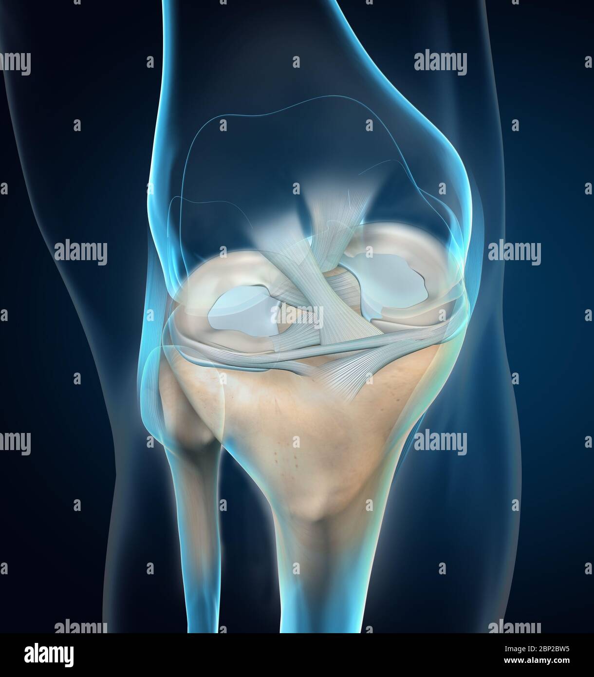 3D illustration showing knee joint with transparent femur and articular ...