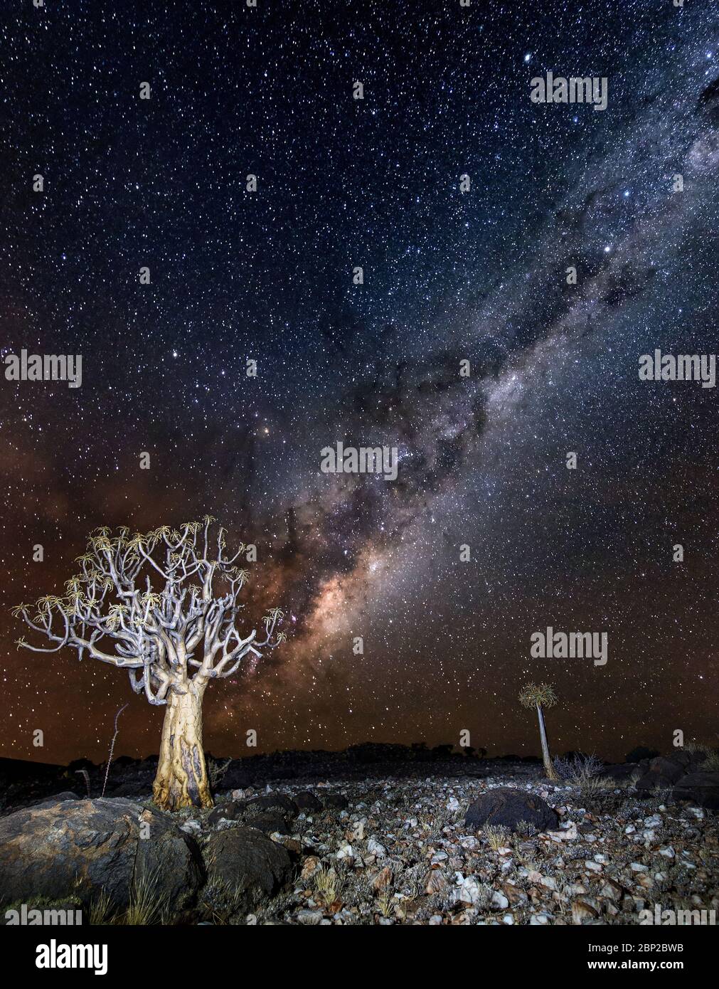 quiver tree under stars and milkyway Stock Photo - Alamy
