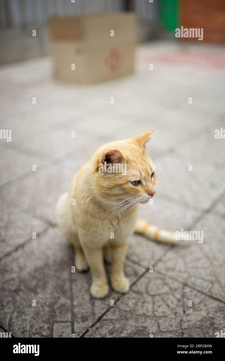 Cute yellow cat is sitting on the street Stock Photo - Alamy