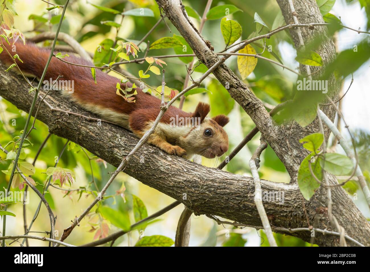 Indian giant squirrel Ratufa indica, adult, in tree canopy, Padeli, Goa ...