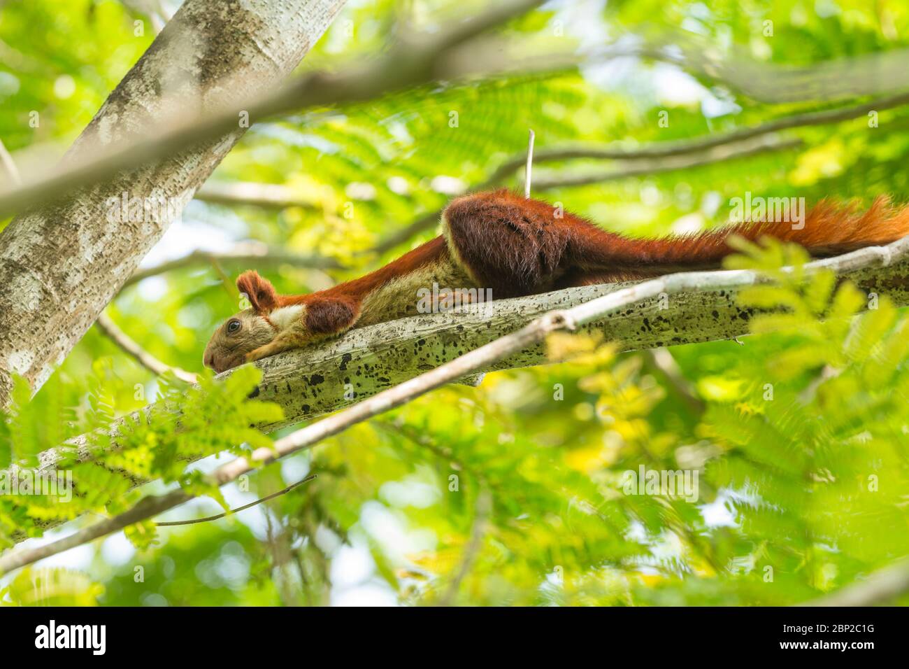 Indian giant squirrel Ratufa indica, adult, in tree canopy, Padeli, Goa ...