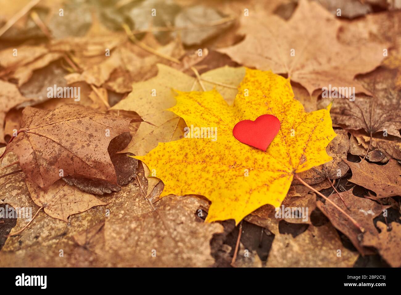 Heart on maple leaf. Open pure heart symbol, copy space. Unrequited ...