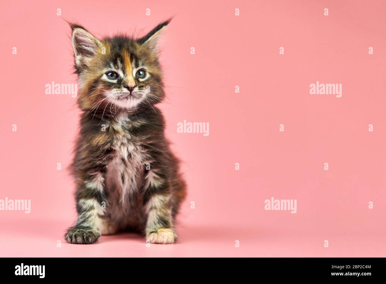 Maine coon tortoiseshell kitten, copy space. Cute shorthair purebred ...
