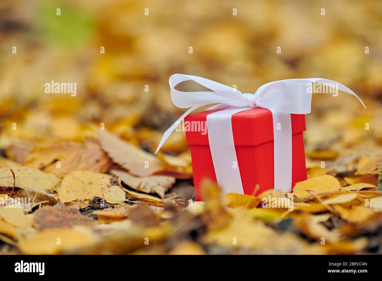 Gift box in autumn leaves, copy space. Gift for a special occasion ...