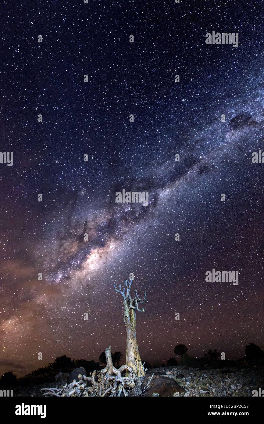 quiver tree under stars and milkyway Stock Photo - Alamy