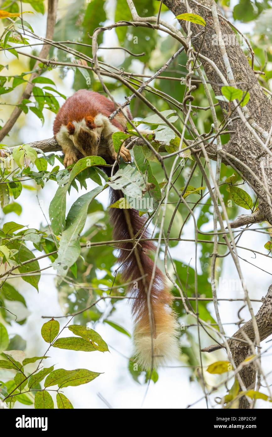 Indian giant squirrel Ratufa indica, adult, in tree canopy, Padeli, Goa ...
