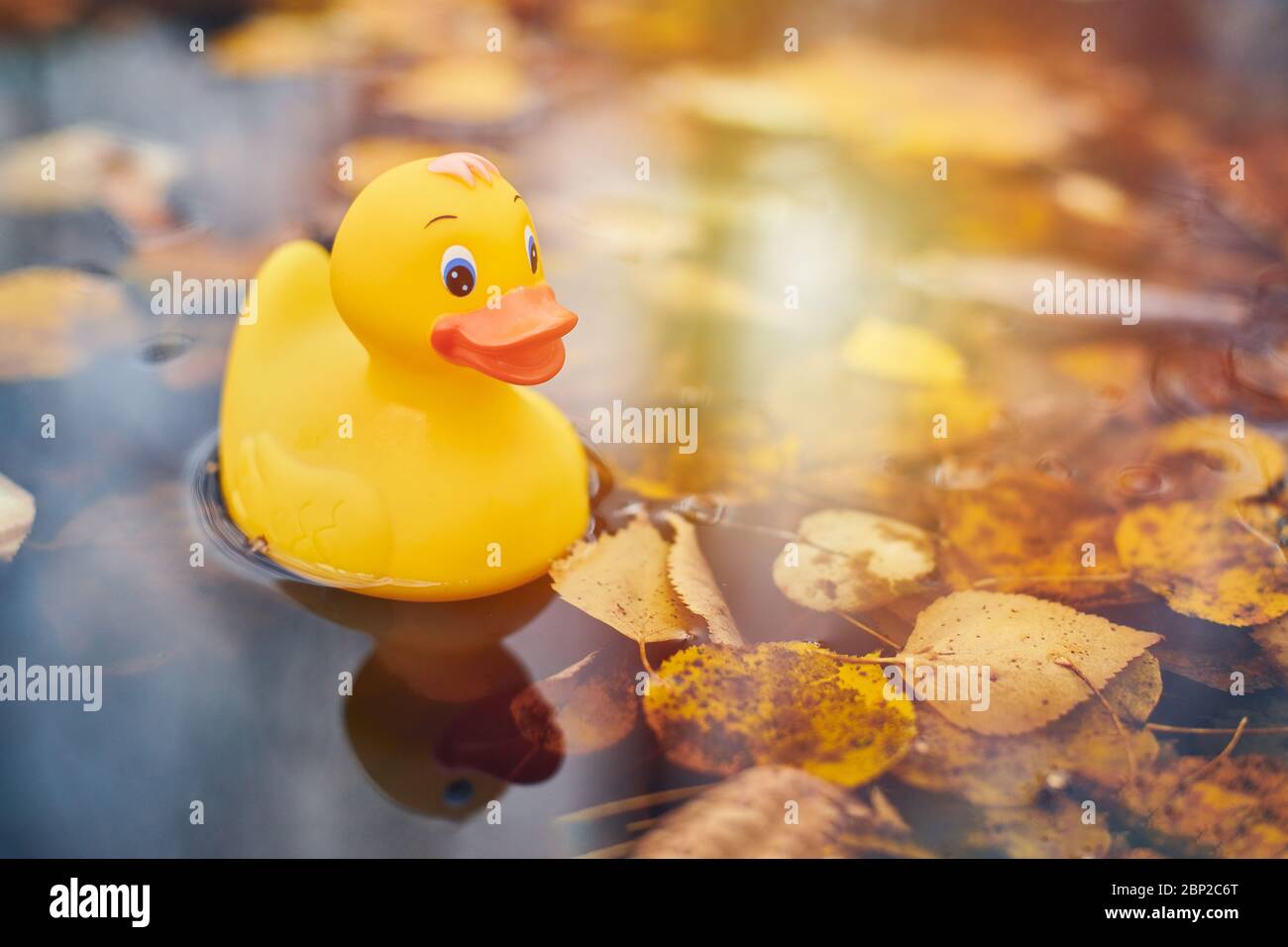 Autumn duck toy in puddle with leaves. Autumn symbol of change of ...