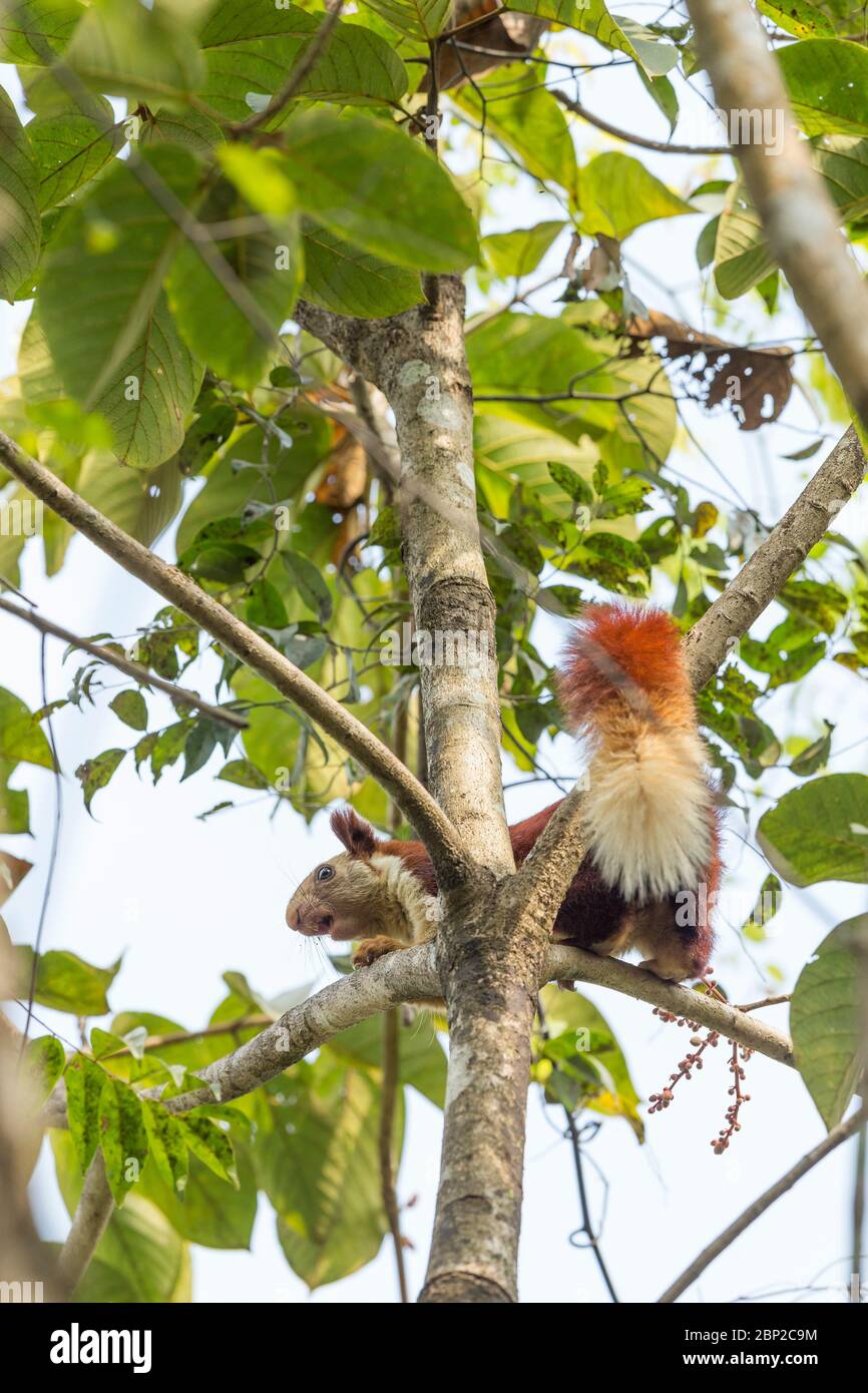 Indian giant squirrel Ratufa indica, adult, in tree canopy, Padeli, Goa ...