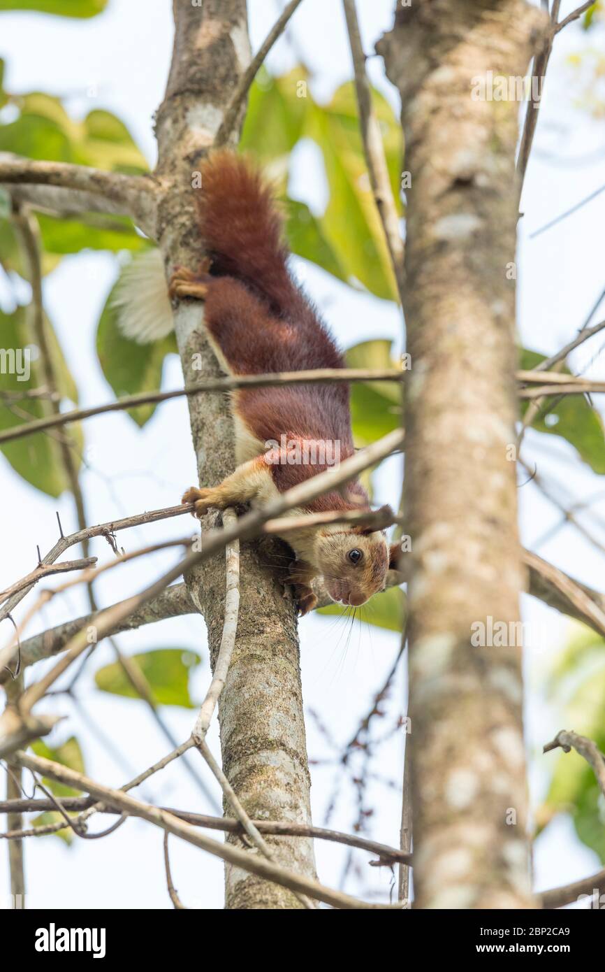 Indian giant squirrel Ratufa indica, adult, in tree canopy, Padeli, Goa ...