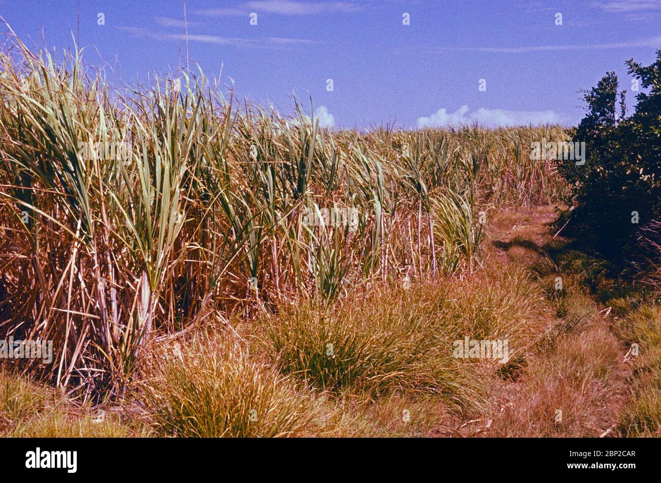 sugar cane plantation, April 02, 1982, Barbados, the Caribbean Stock ...