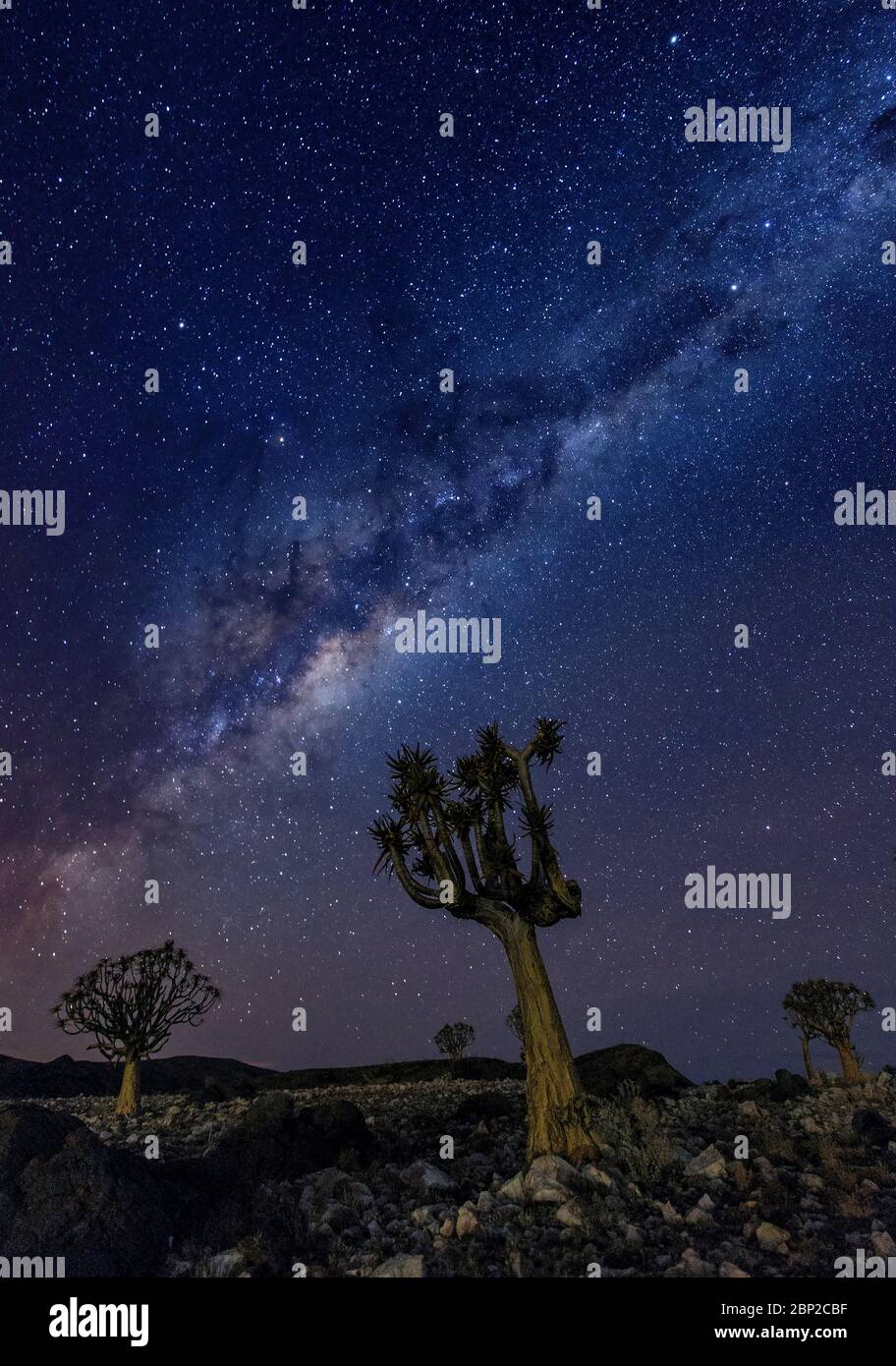 quiver tree under stars and milkyway Stock Photo - Alamy