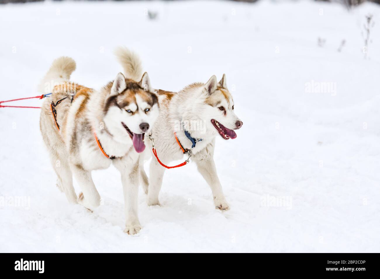 Siberian husky sled dogs team in harness run and pull dog driver ...