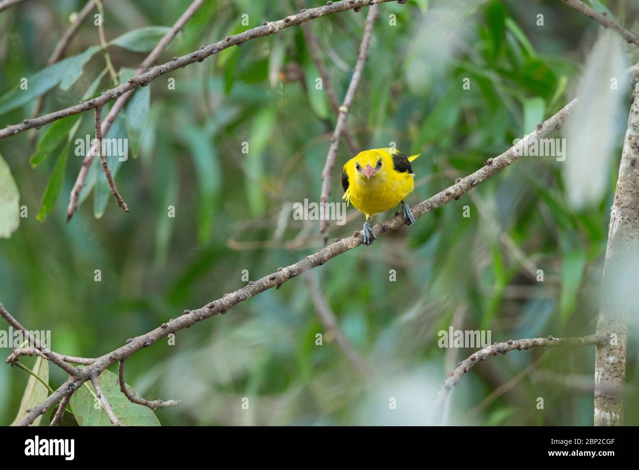 Indian golden oriole Oriolus kundoo, adult male, perched in tree ...