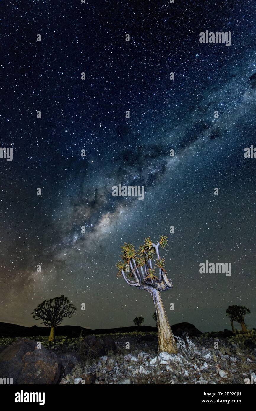 quiver tree under stars and milkyway Stock Photo - Alamy